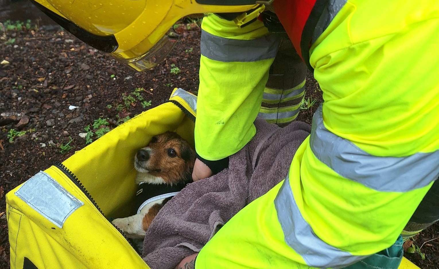 Lucky pooch Roxy reunited with owner after floodwaters sweep her away ...