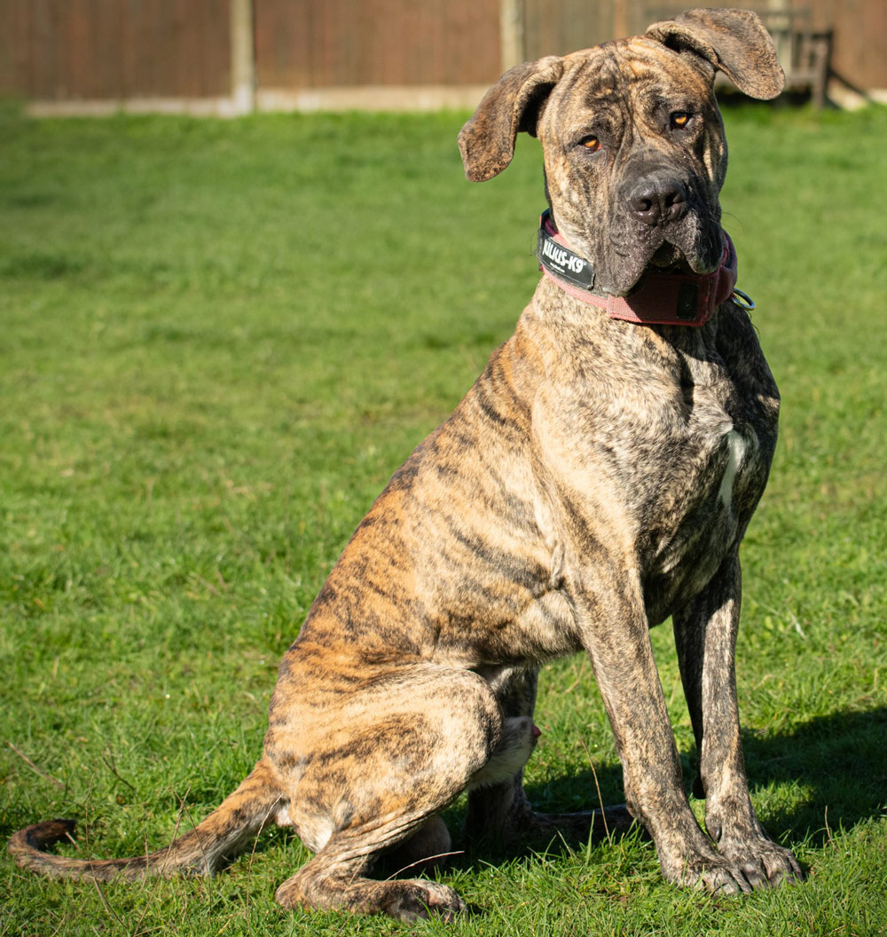 Delightful Duke is in search of a home | The New Stour And Avon ...