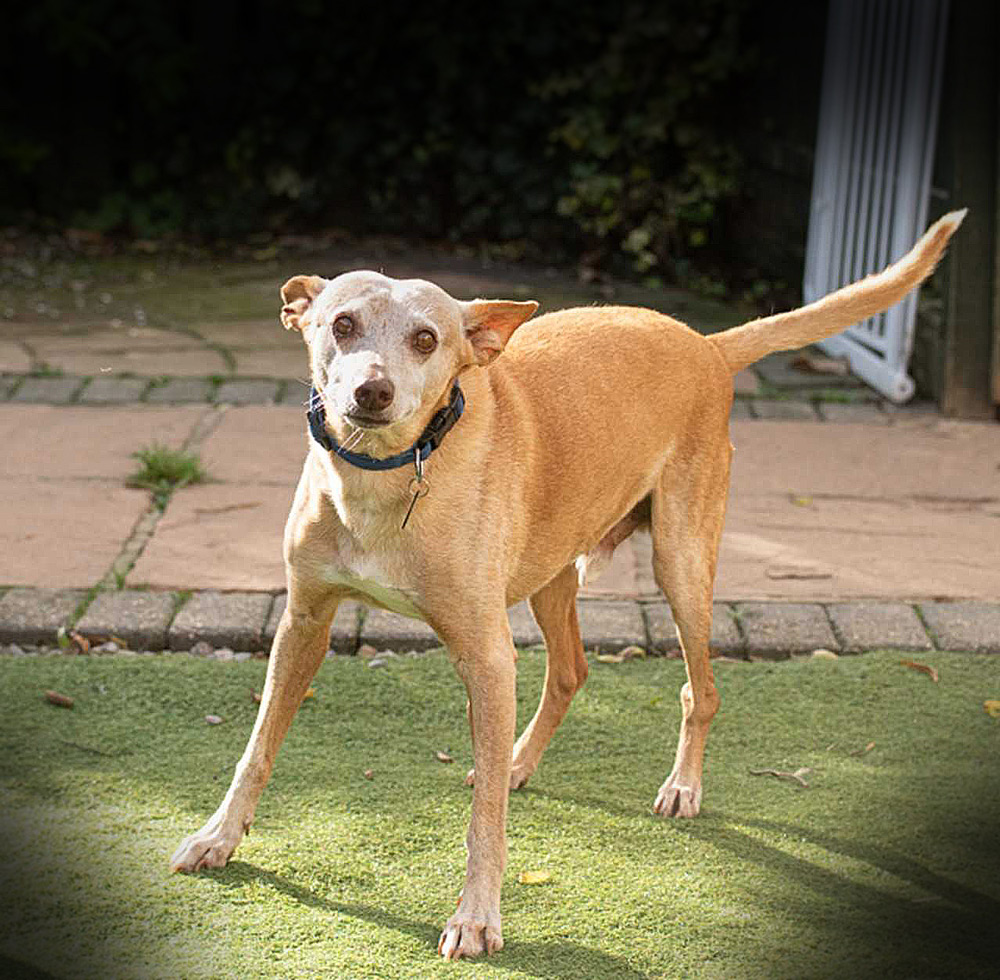 Hoobie & Pip hoping for a new home | The New Stour And Avon Magazine ...