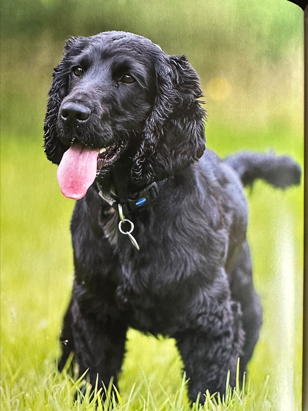 New employee Ron is top dog at firm | The New Stour And Avon Magazine ...