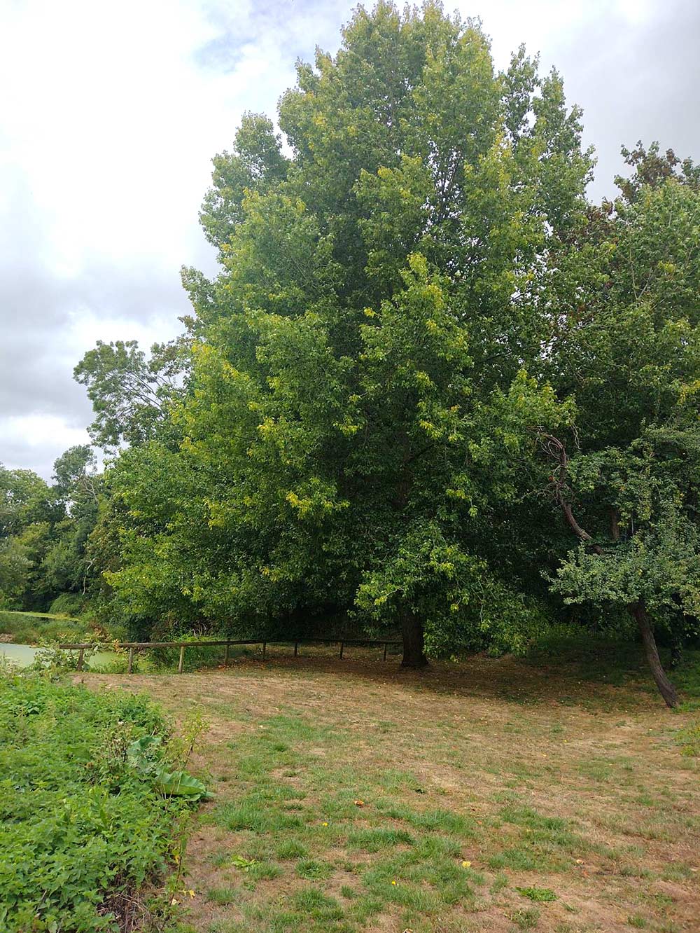 Treemendous news for a native poplar | The New Stour And Avon Magazine ...