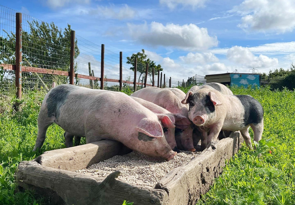 Autumn is here...A day at the farm | The New Stour And Avon Magazine ...